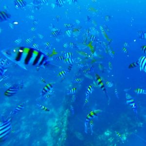 Let's Go To: Coron, Philippines - 7 Best Island Hopping Spots | Mapball ...